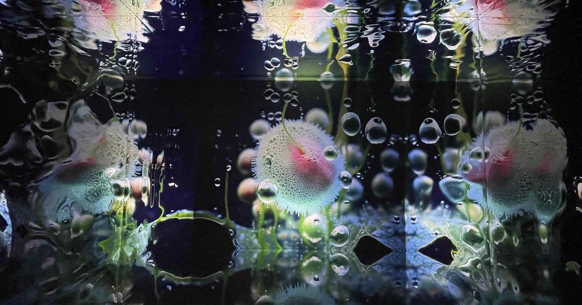 Unveiling Immersive Wonders through Markos Kay's 'Latent Spaces ...